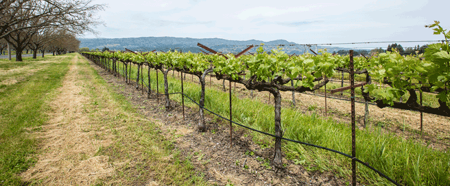 Behind the Vines: Experiencing Wine Country like a Local